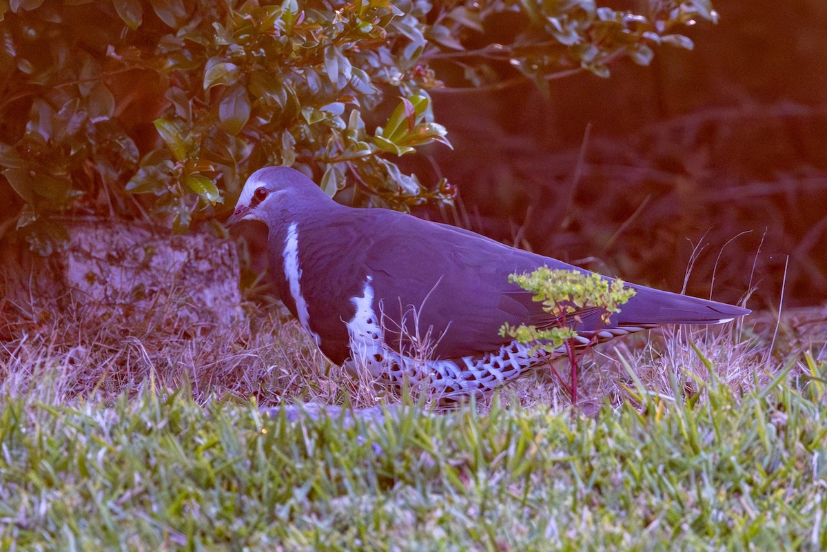 eBird Checklist - 16 Oct 2023 - O'Reilly's Rainforest Retreat - 34 species