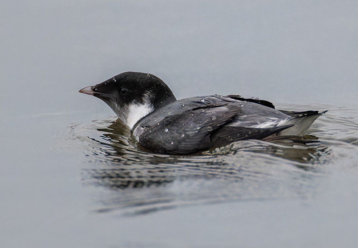 eBird Checklist - 17 Nov 2023 - Burlington--Beachway Park - 12 species