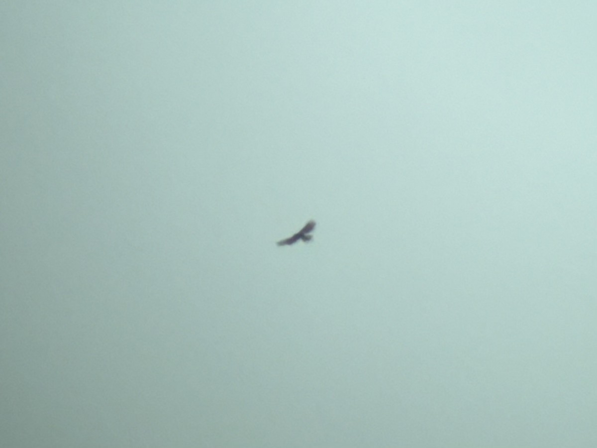 eBird Checklist - 17 Nov 2023 - Bentsen-Rio Grande Val. SP--Hawk Watch ...