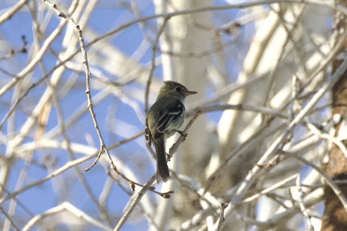 eBird Checklist - 17 Nov 2023 - Tres Rios Overbank Wetlands (permit ...