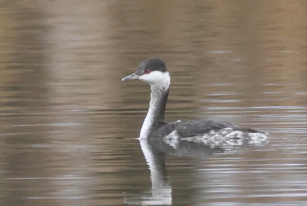 eBird Checklist - 17 Nov 2023 - Blue Grass FWA - 24 species