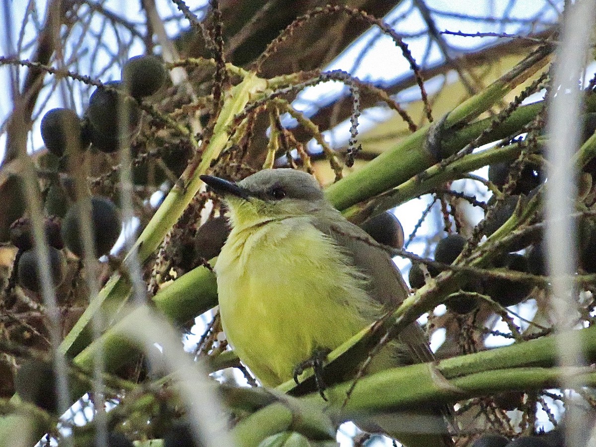 eBird Checklist - 17 Nov 2023 - North Chaparral at Schatzell area ...