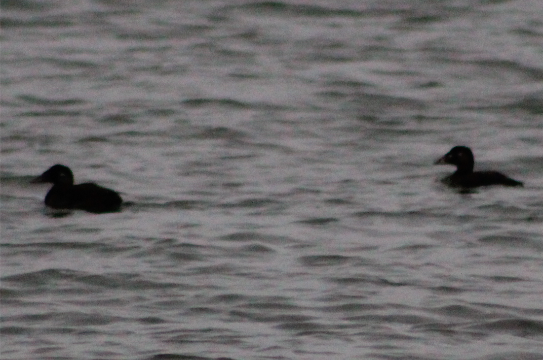 eBird Checklist - 17 Nov 2023 - Grapevine Lake--Lake View Park - 11 species