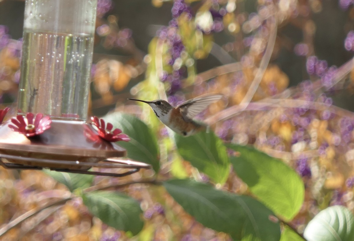 eBird Checklist - 17 Nov 2023 - Montgomery Pinetum, Cos Cob - 7 species