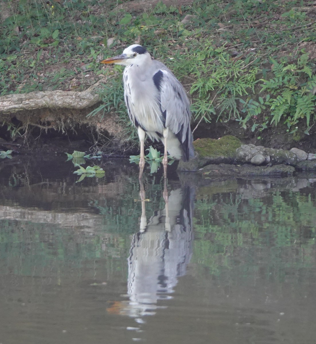 eBird Taiwan Checklist - 18 Nov 2023 - 台北--原住民文化主題公園(Taipei--Aboriginal ...