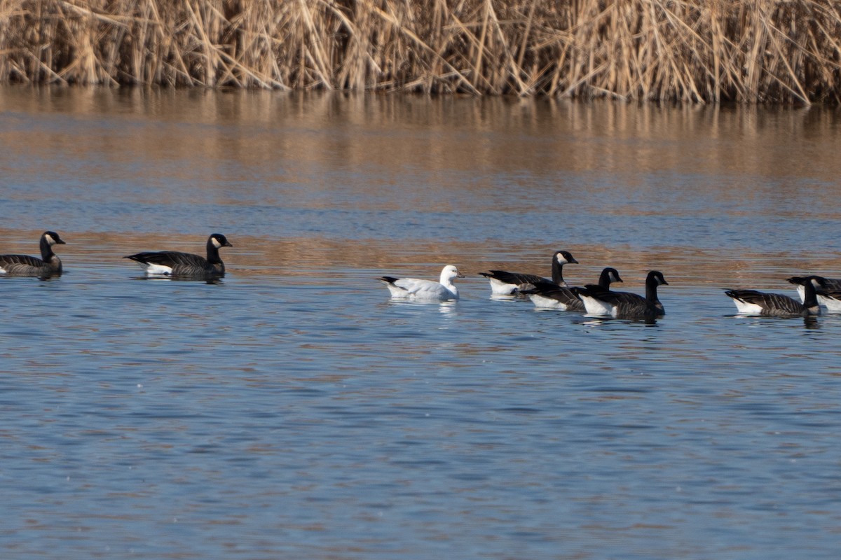 eBird Checklist - 17 Nov 2023 - Dodd Reservoir - 3 species (+1 other taxa)