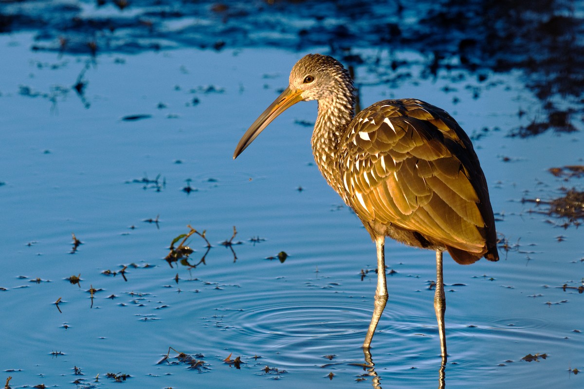 eBird Checklist - 17 Nov 2023 - Sensiba SWA - 5 species (+1 other taxa)