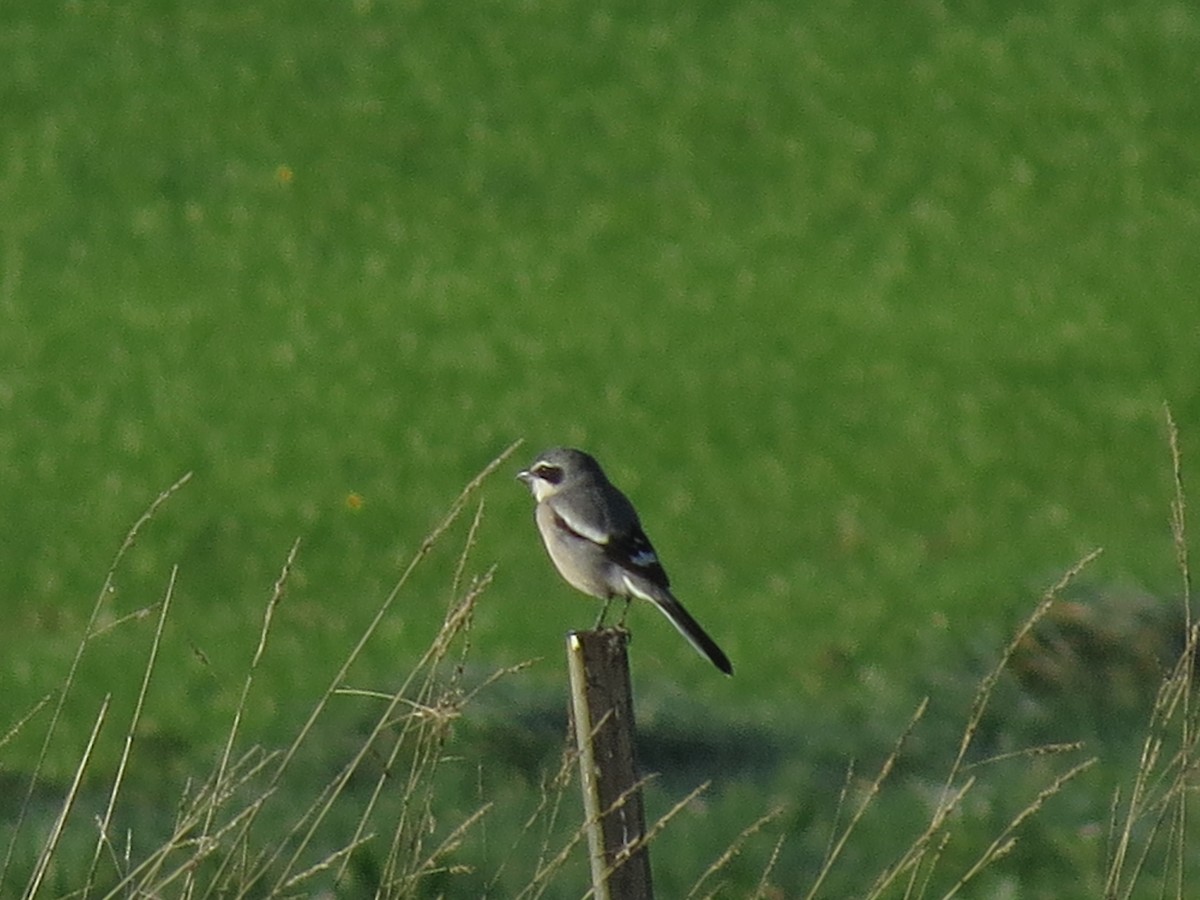 eBird Checklist - 18 Nov 2023 - Terra Chá--Lagoa de Caque ou de ...