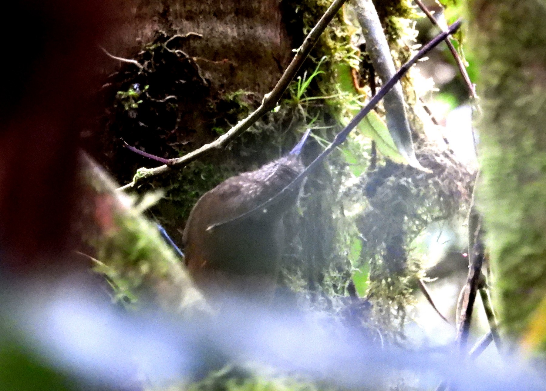 Yungas Woodcreeper (undescribed form) - eBird