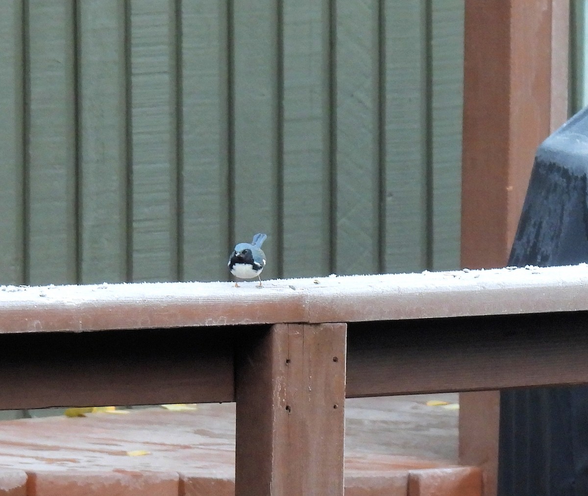 eBird Checklist - 18 Nov 2023 - 11407 N Kathy Dr, Spokane US-WA (47. ...