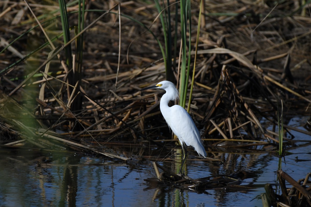 eBird Checklist - 18 Nov 2023 - Meaher SP - 46 species (+1 other taxa)