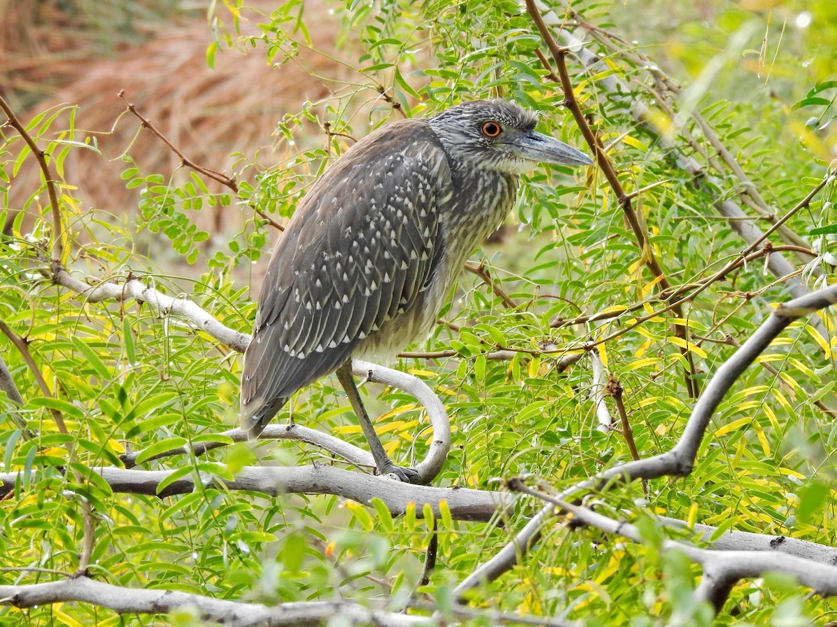 eBird Checklist - 18 Nov 2023 - Riparian Preserve at Gilbert Water ...