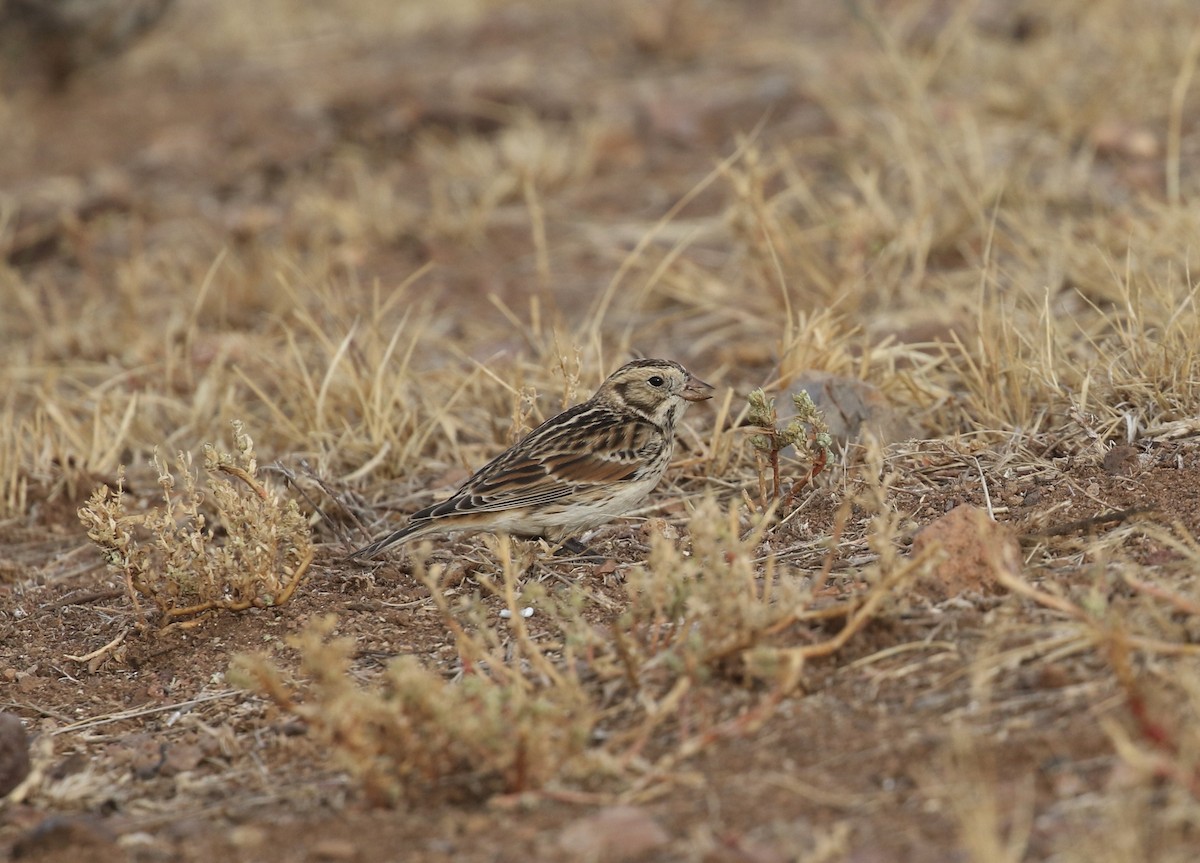 eBird Checklist - 18 Nov 2023 - stakeout Lapland Longspur, Davis Pasture (2018) - 13 species