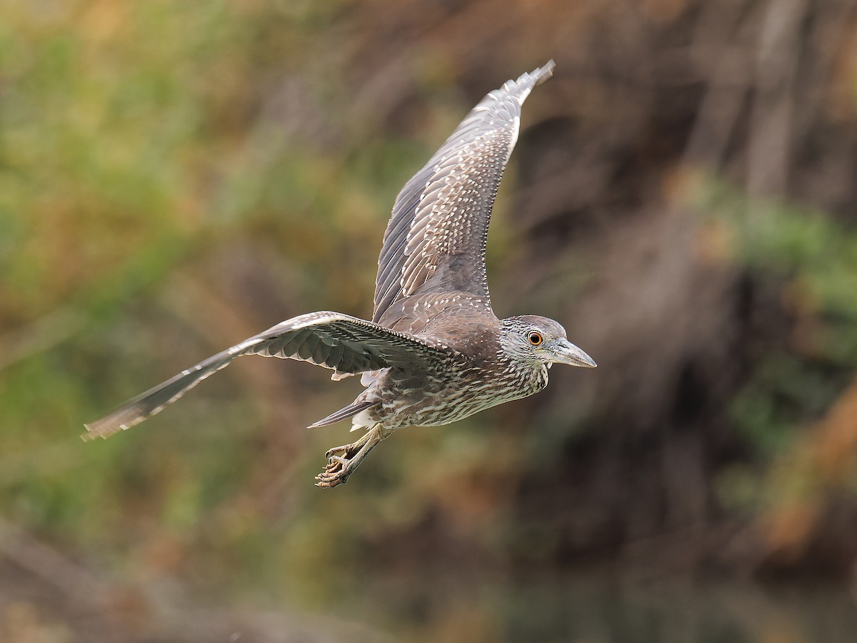 eBird Checklist - 18 Nov 2023 - Riparian Preserve at Gilbert Water ...
