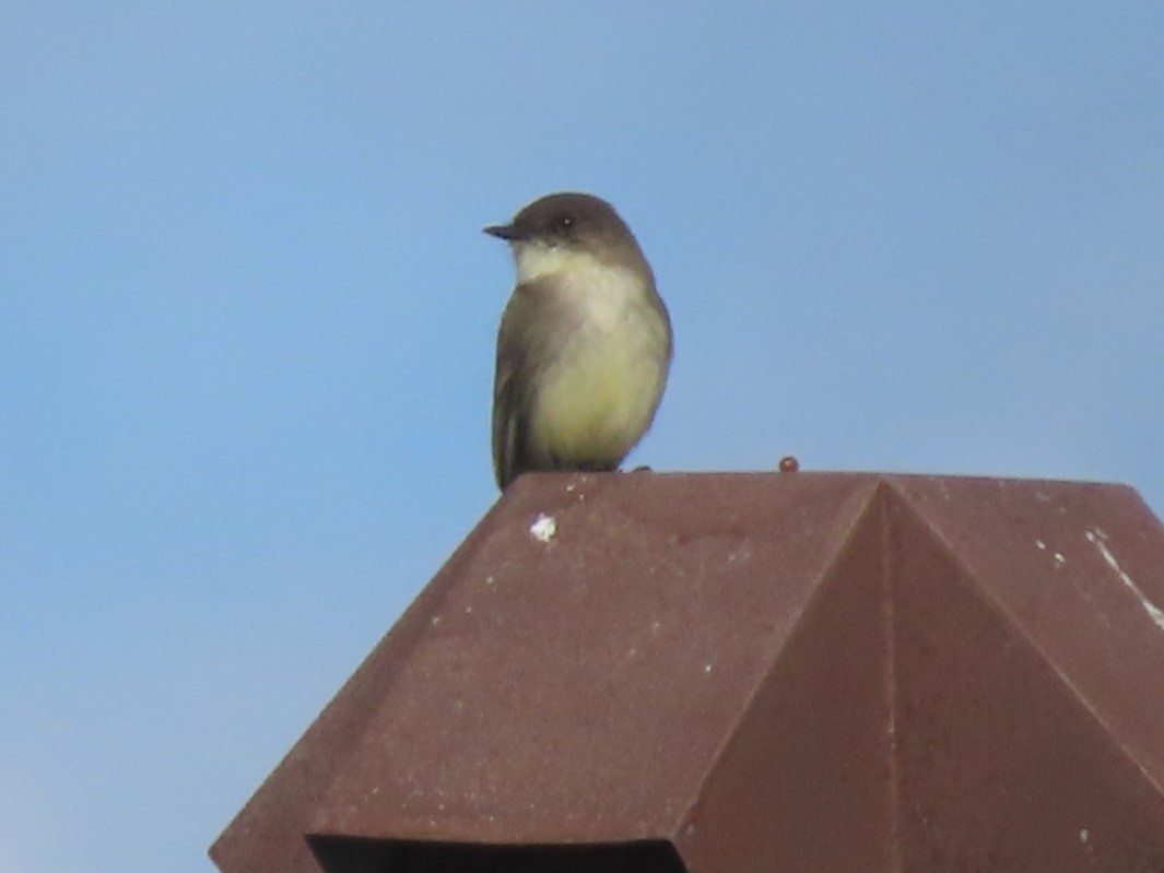 eBird Checklist - 18 Nov 2023 - stakeout Eastern Phoebe, City Heights (2020–23) - 21 species (+2 ...