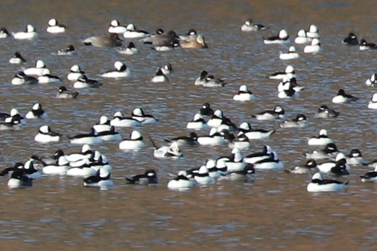 eBird Checklist - 18 Nov 2023 - Colyer Lake Recreation Area - 27 species