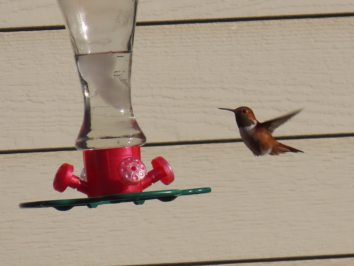 eBird Checklist - 18 Nov 2023 - Governor Nelson SP - 5 species