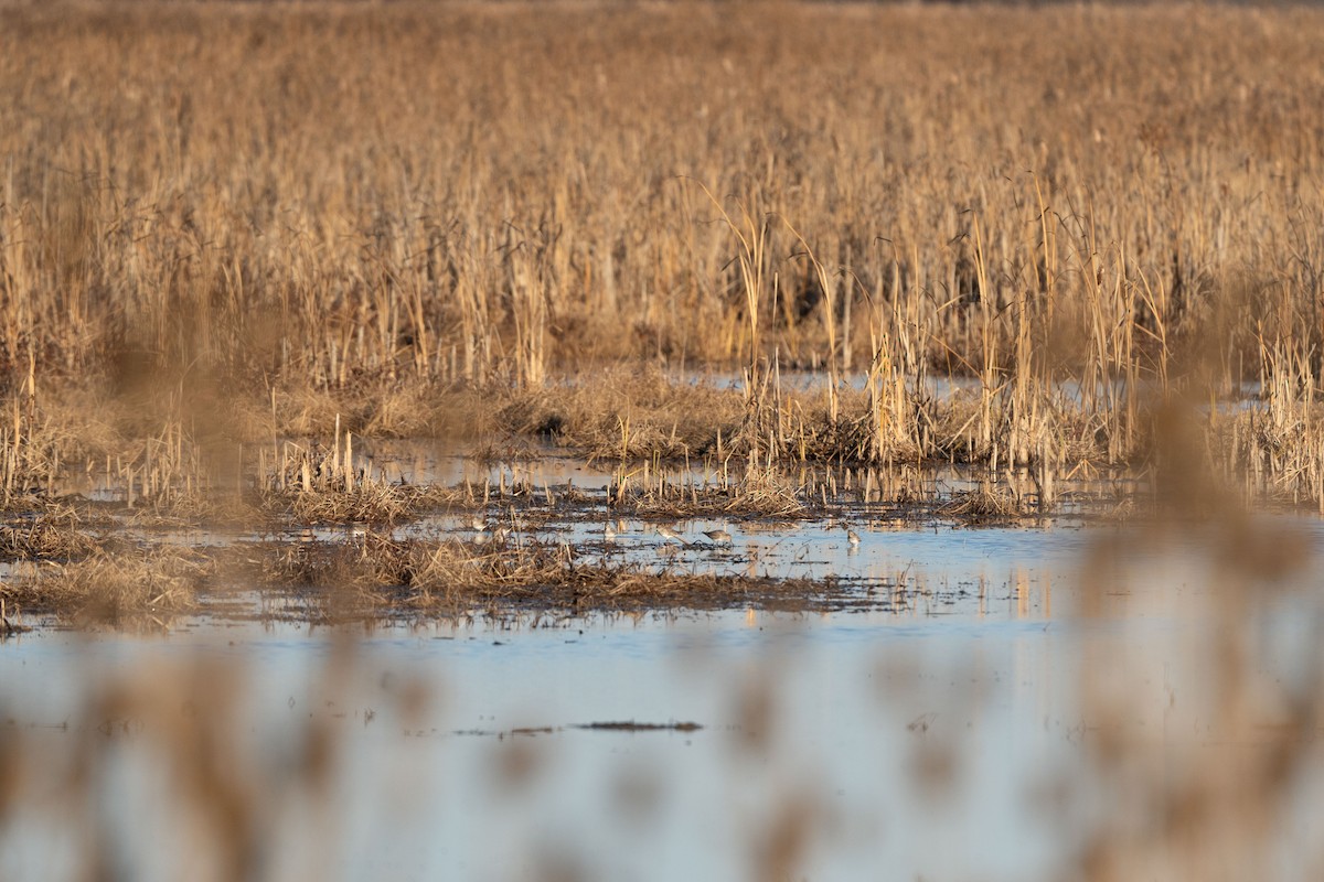 eBird Checklist - 18 Nov 2023 - Killdeer Plains Wildlife Area--Pond 27 ...