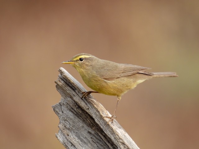 News - eBird India