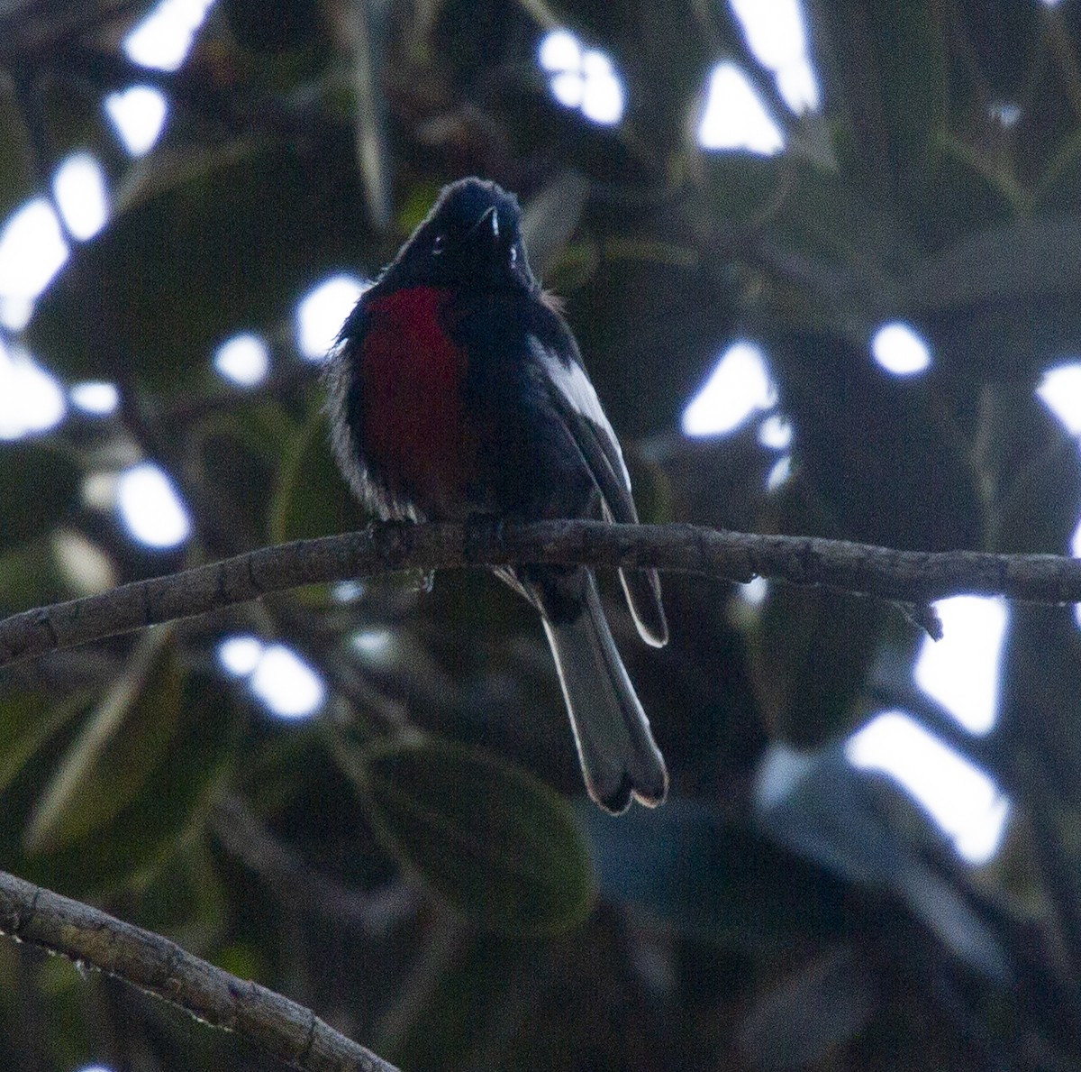 eBird Checklist - 18 Nov 2023 - Tierrasanta Substation - 1 species