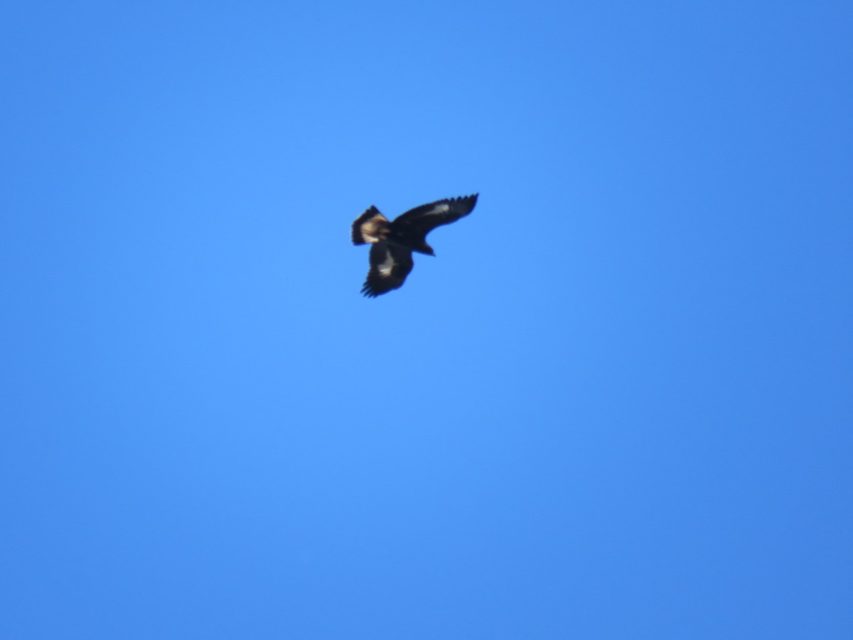 North Carolina Bird Atlas Checklist - 18 Nov 2023 - YMCA Camp Harrison ...