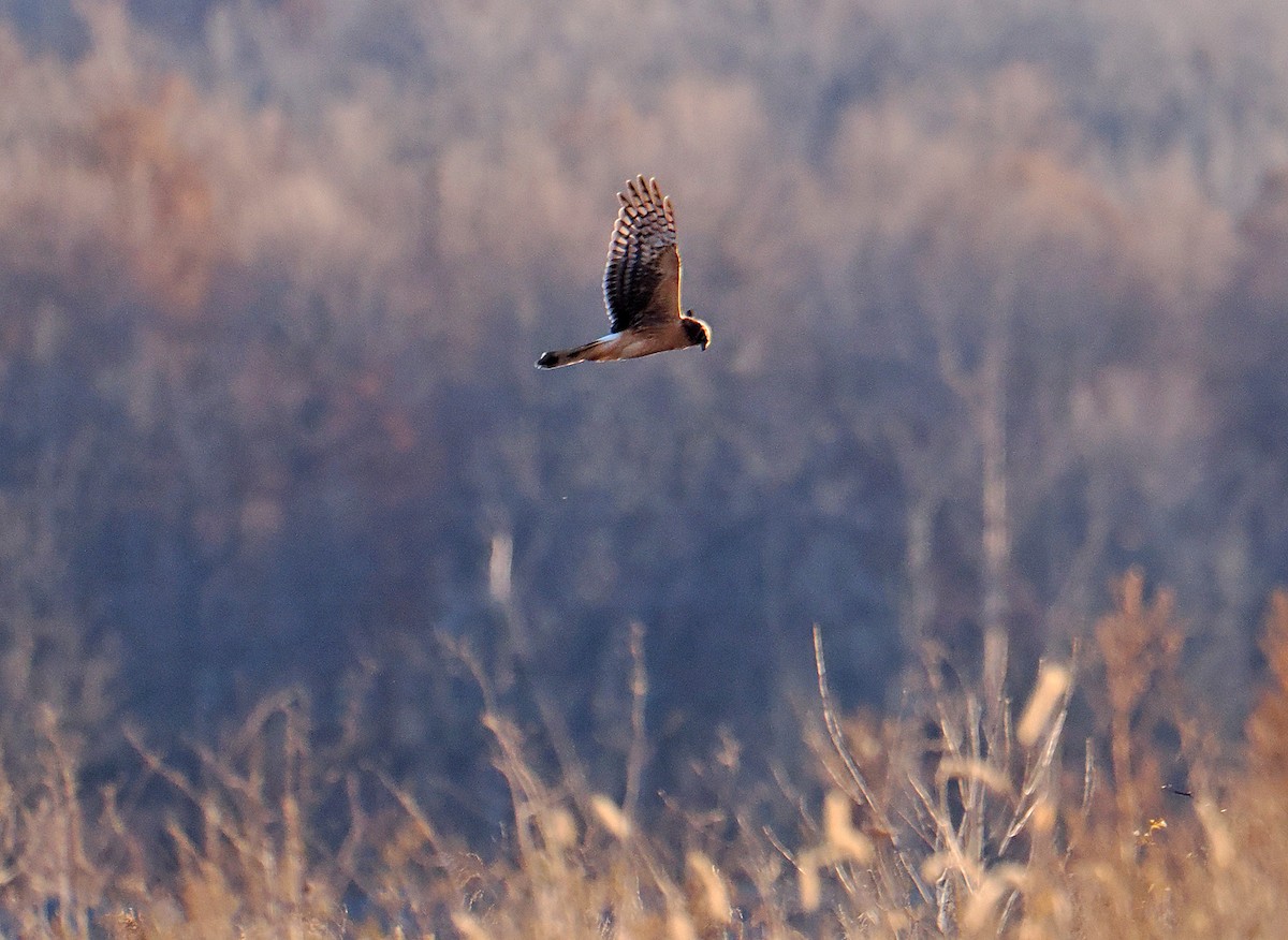 eBird Checklist - 18 Nov 2023 - Bear Run Coal Co. Rd. East 425S ...
