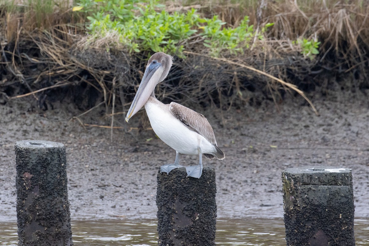eBird Checklist - 18 Nov 2023 - Rockefeller SWR--Price Lake Rd. - 22 ...