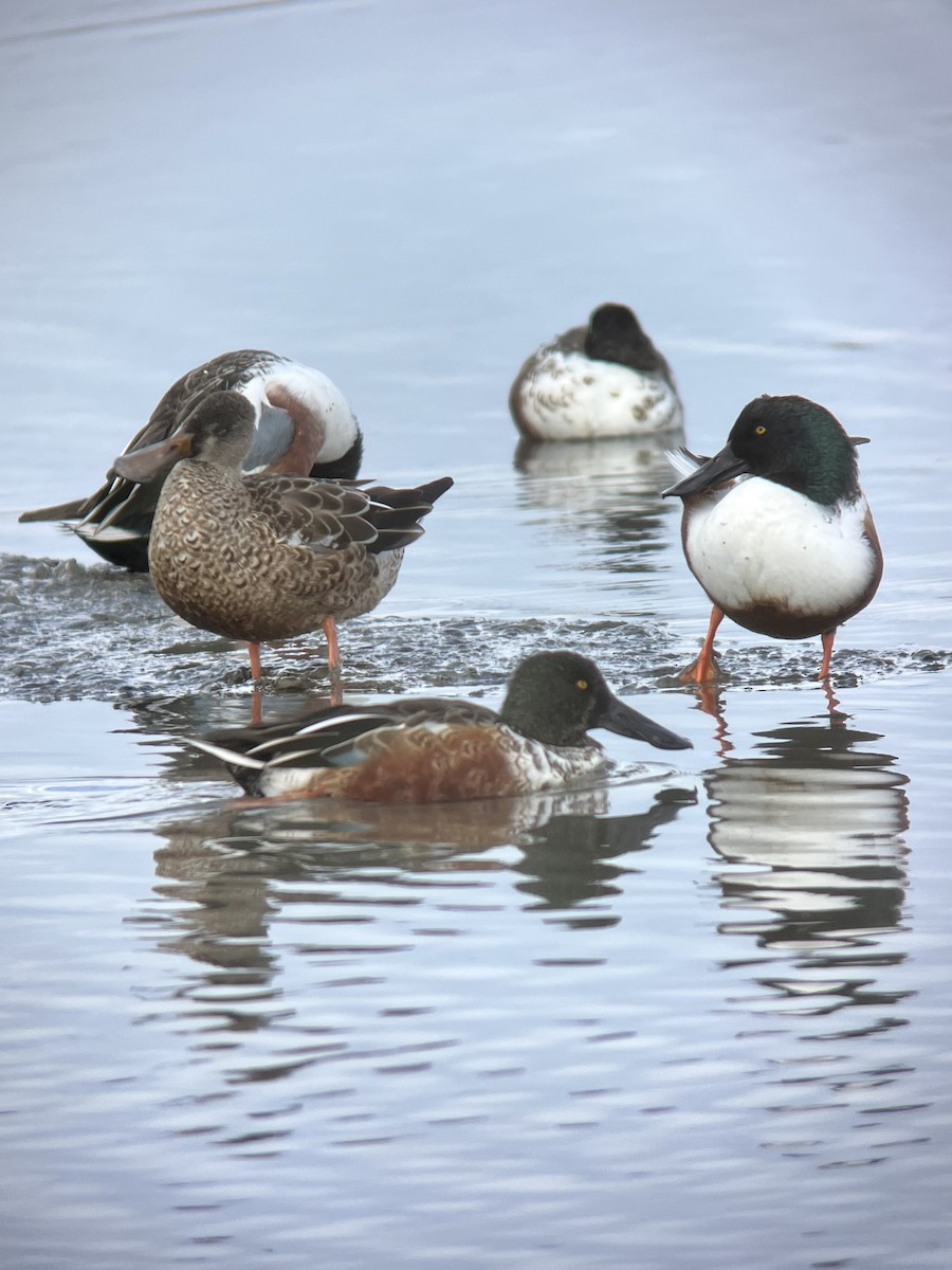 eBird Checklist - 18 Nov 2023 - Palo Alto Baylands - 29 species (+3 ...
