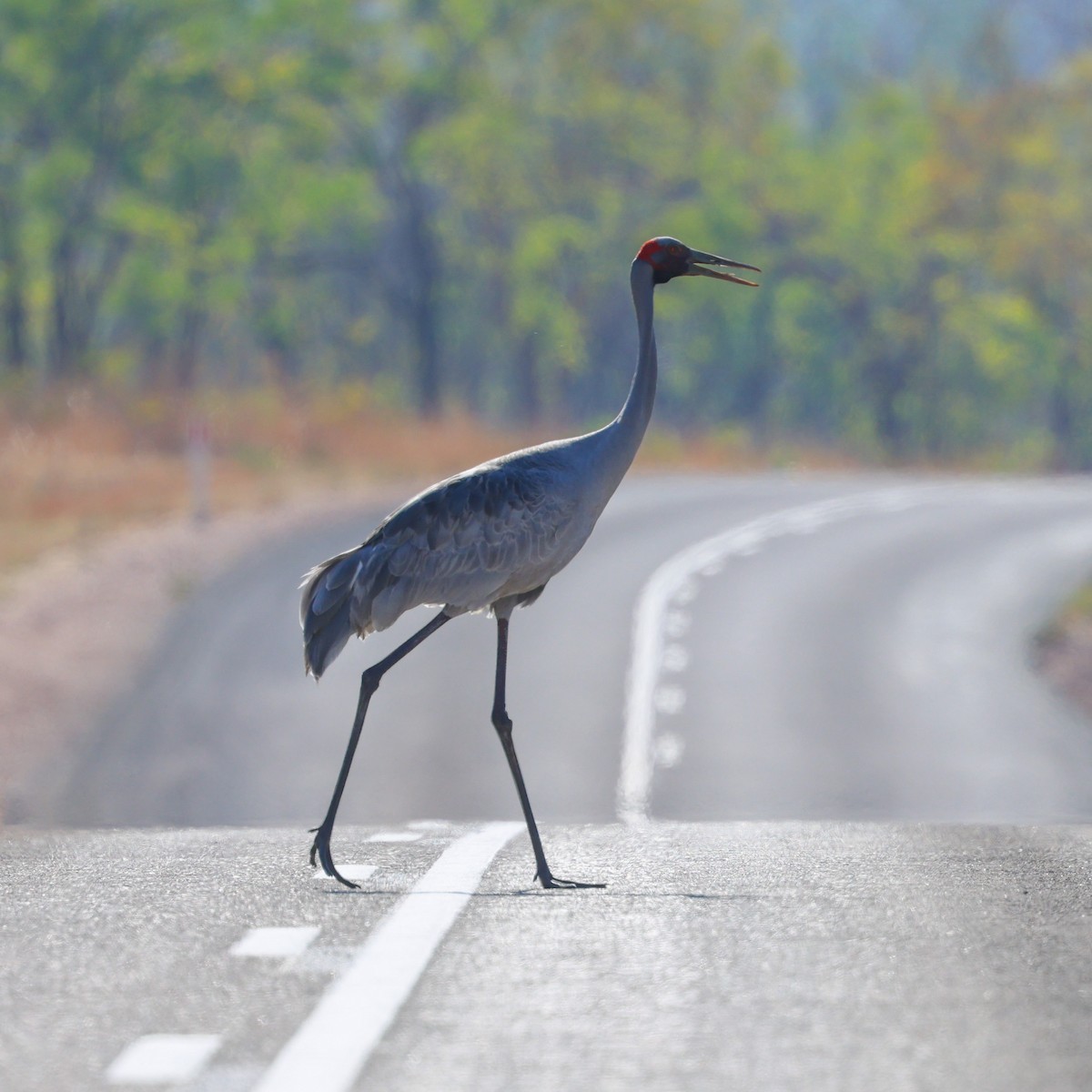 eBird Checklist - 19 Nov 2023 - Edith Falls, Edith, Northern Territory ...