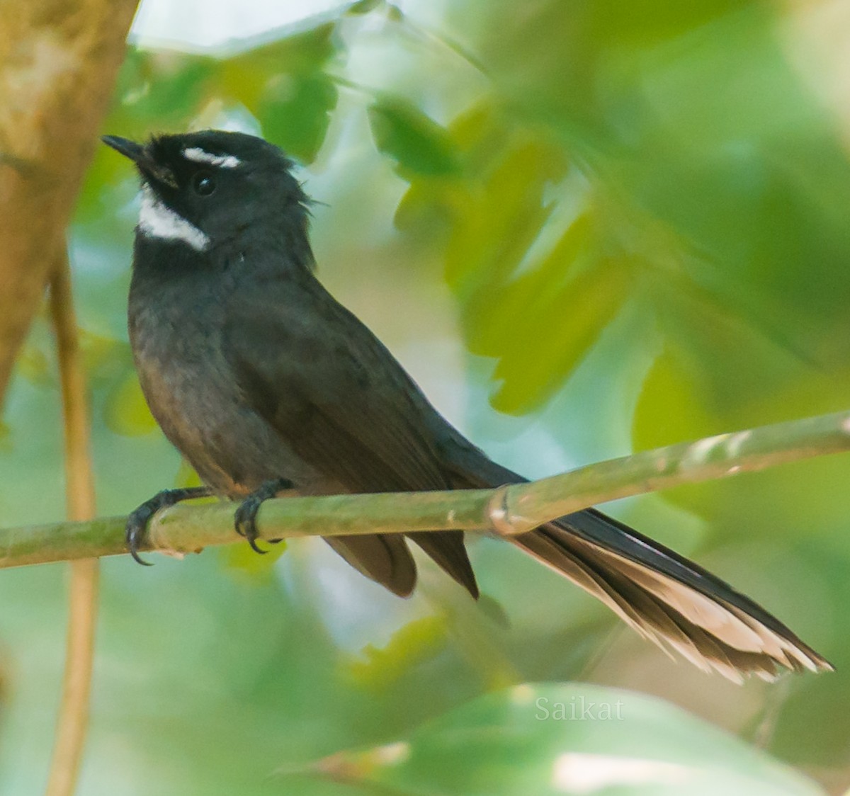 eBird Checklist - 19 Nov 2023 - Purbasthali Bird Sanctuary PUB - 103 ...