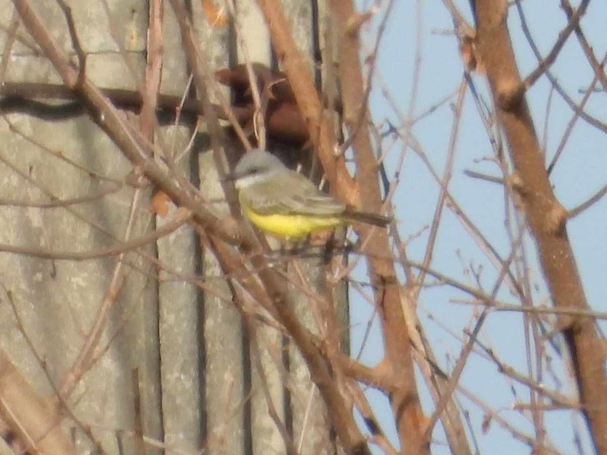 Pennsylvania eBird Checklist - 19 Nov 2023 - 270 hoch rd - 1 species Pennsylvania eBird Checklist - 19 Nov 2023 - 270 hoch rd - 1 species