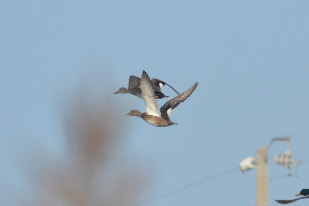 eBird Portugal Checklist - 19 Nov 2023 - Sapal de Alhos Vedros - 61 species