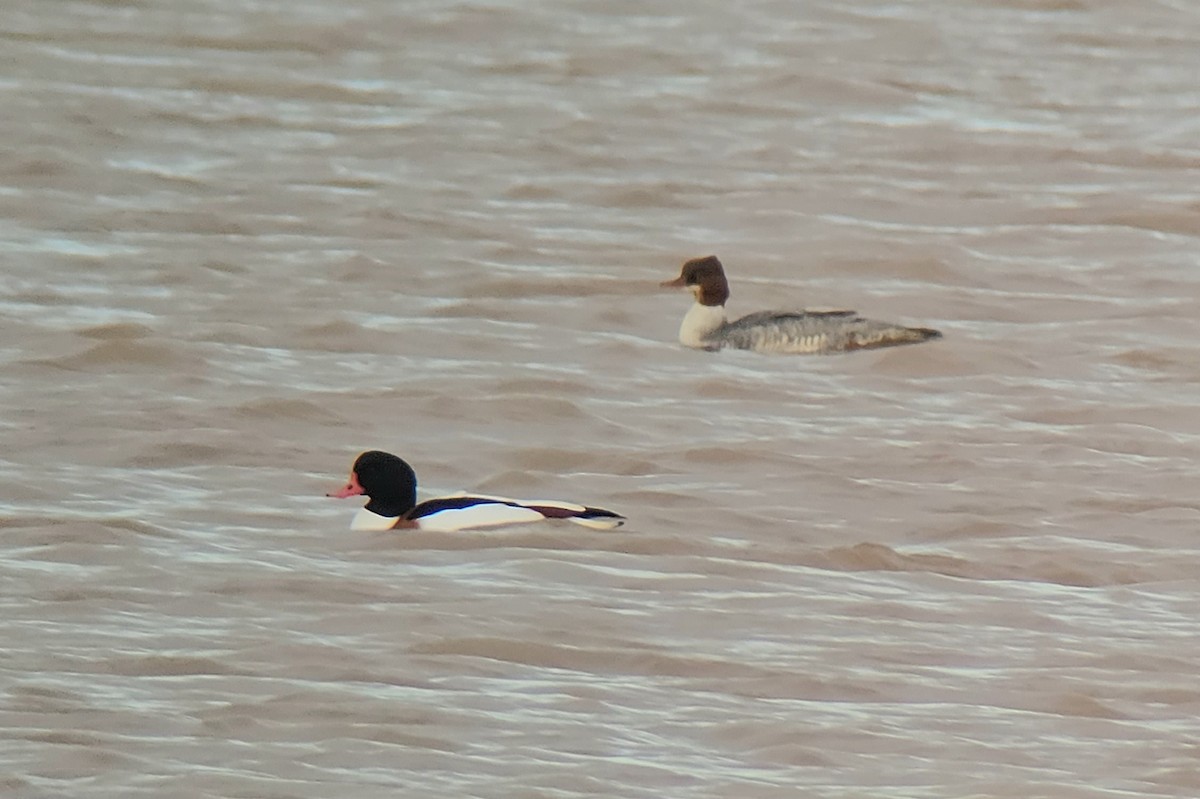 eBird Checklist - 19 Nov 2023 - Pyewipe Saltmarsh - 65 species