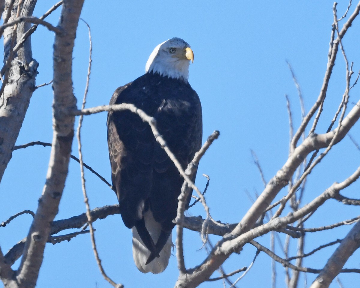 eBird Checklist - 19 Nov 2023 - Marquette Park, Gary - 25 species eBird Checklist - 19 Nov 2023 - Marquette Park, Gary - 25 species
