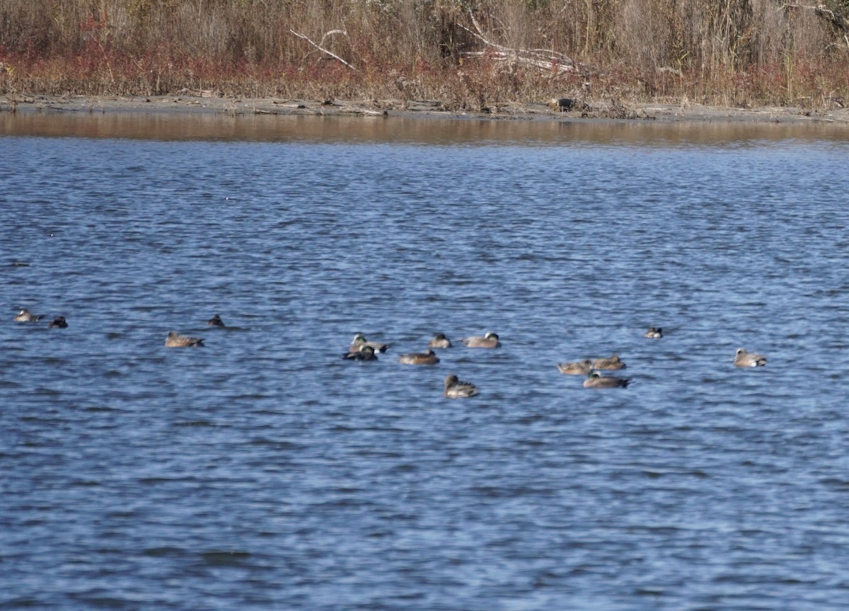 eBird Checklist - 19 Nov 2023 - Jamaica Bay Wildlife Refuge--West Pond ...