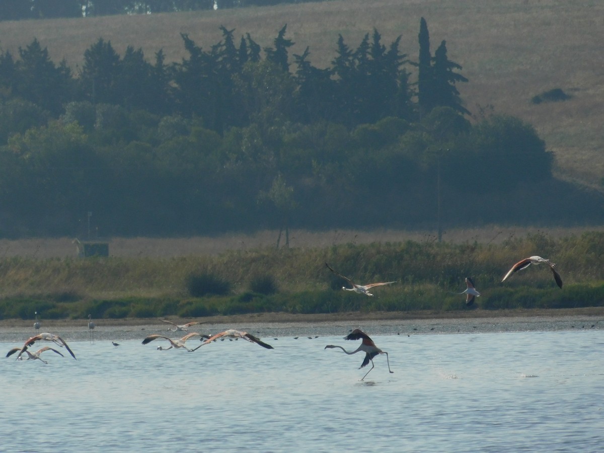 eBird Checklist - 19 Aug 2023 - Angelochori lagoon & saltpans (ΛΘ ...