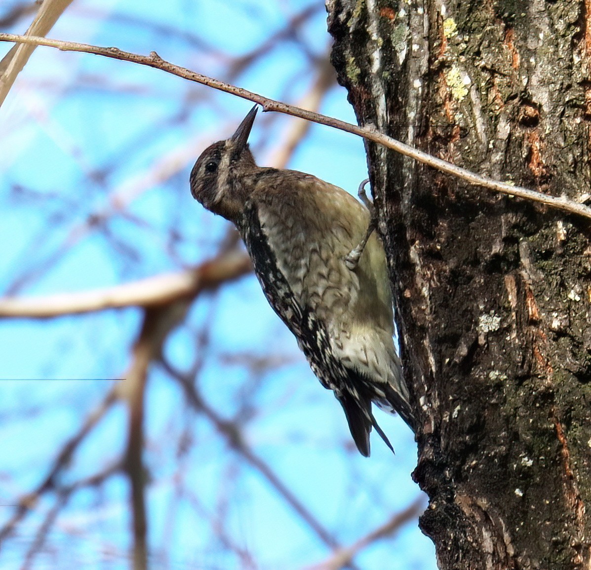 eBird Checklist - 19 Nov 2023 - stakeout Yellow-bellied Sapsucker ...
