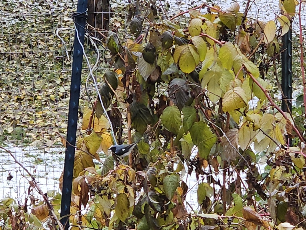 eBird Checklist - 19 Nov 2023 - 11407 N Kathy Dr, Spokane US-WA 47. ...