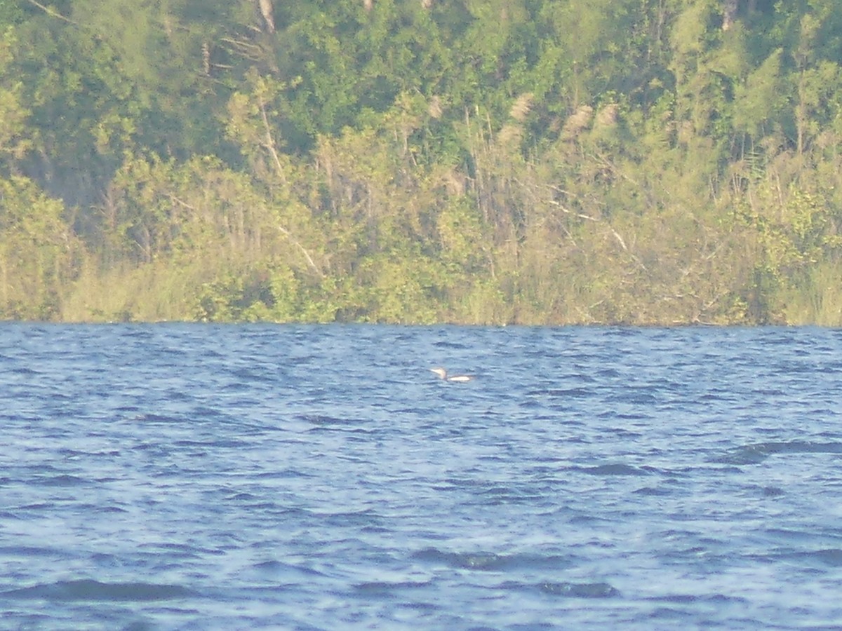 eBird Checklist - 18 Nov 2023 - Quarry Lake - 10 species