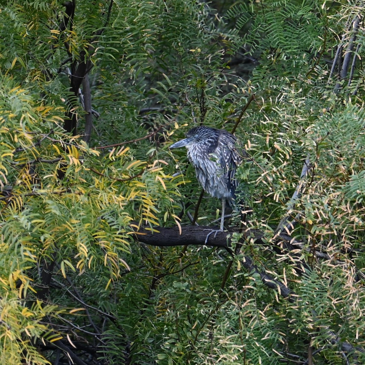 eBird Checklist - 19 Nov 2023 - Riparian Preserve at Gilbert Water ...