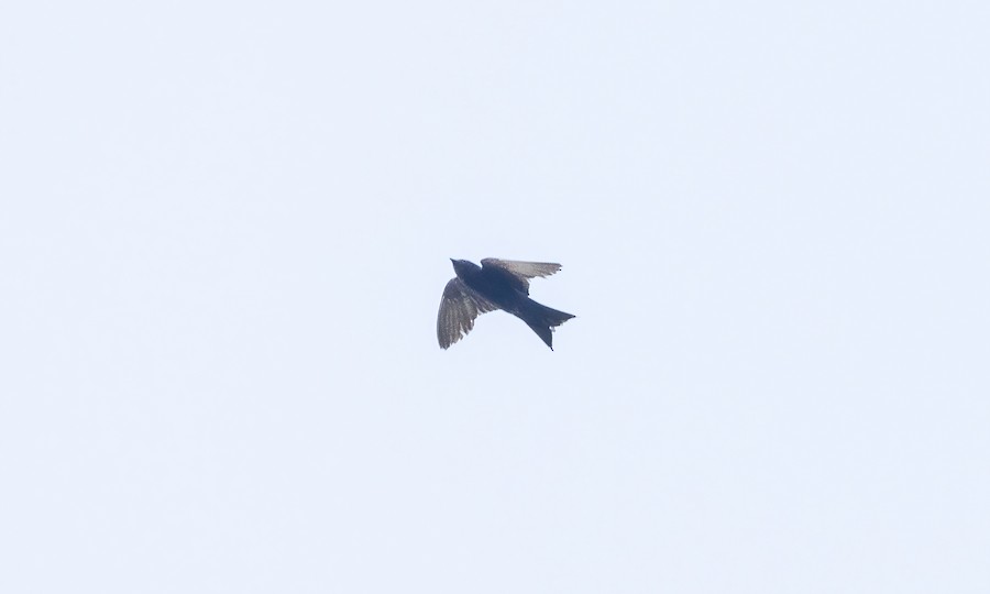 Purple/Southern Martin - eBird