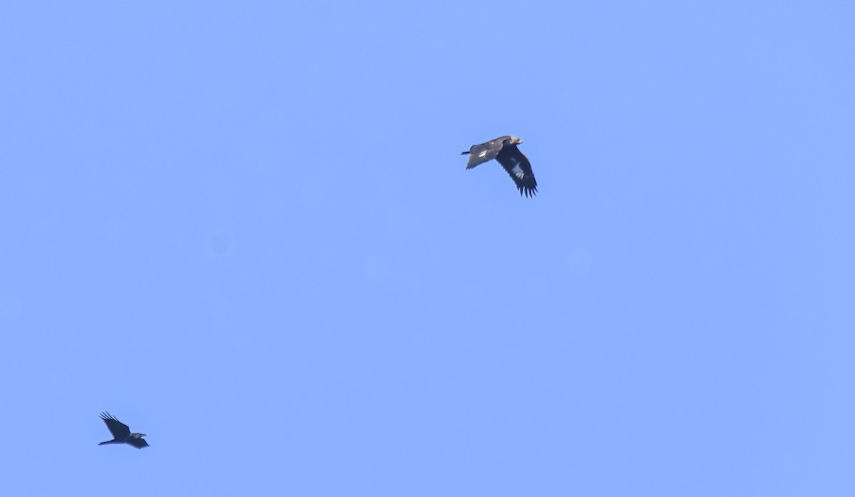 eBird Checklist - 12 Nov 2023 - Allegheny Front Hawk Watch - 23 species