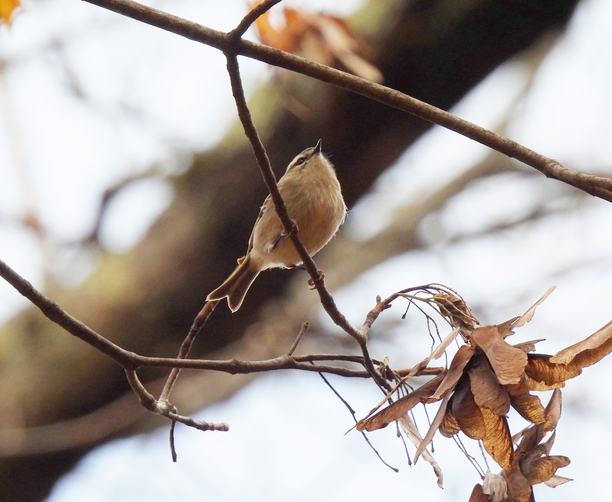 Mass Audubon eBird Checklist - 19 Nov 2023 - Museum of American Bird ...