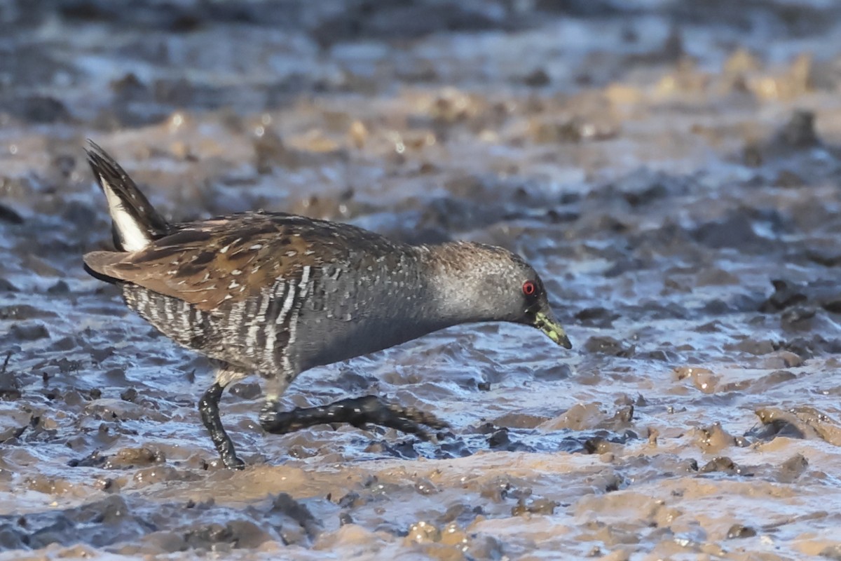 eBird Australia Checklist - 20 Nov 2023 - Townsville Town Common (Melaleuca Viewing Area) - 33 ...