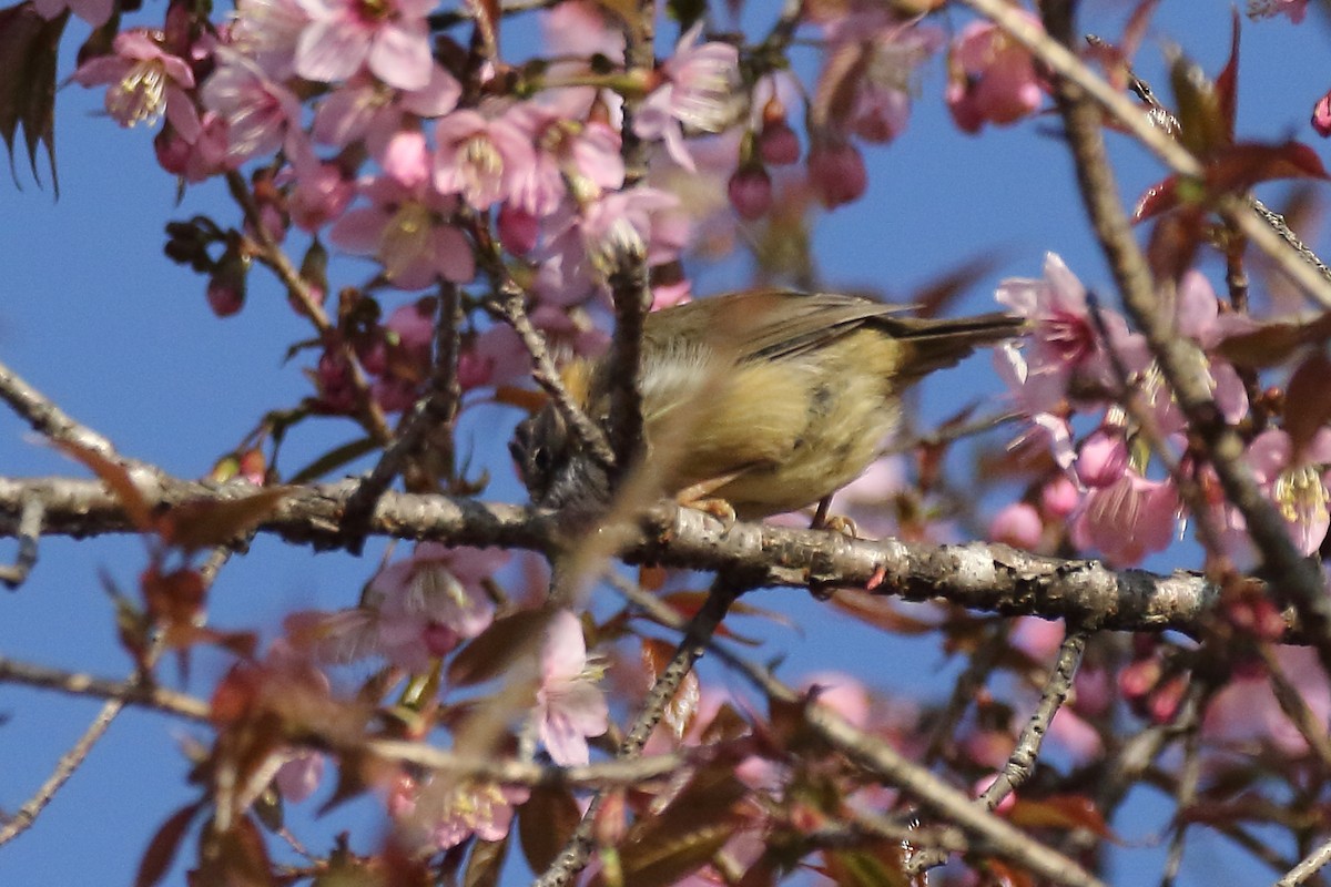 eBird Checklist - 11 Nov 2023 - Gangtok--Hanuman Tok - 14 species