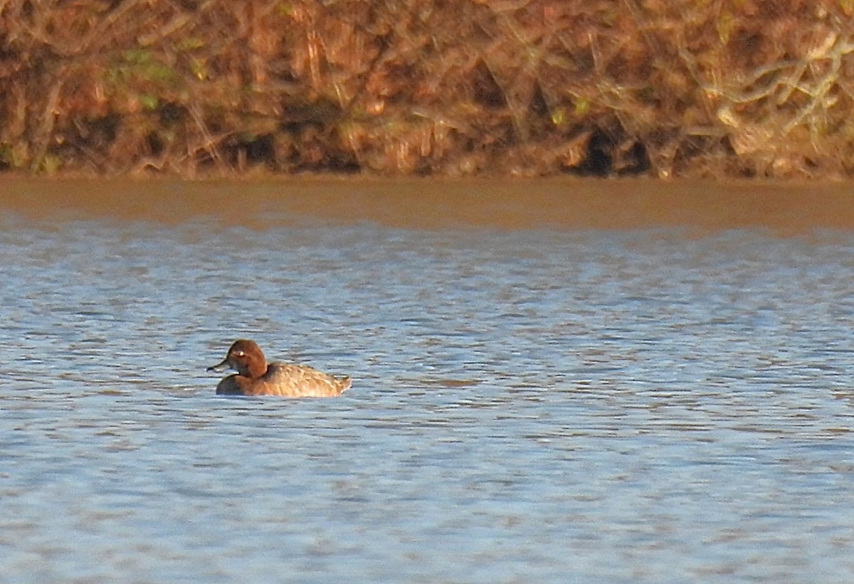 eBird Checklist - 14 Nov 2023 - Donegal Lake - 34 species