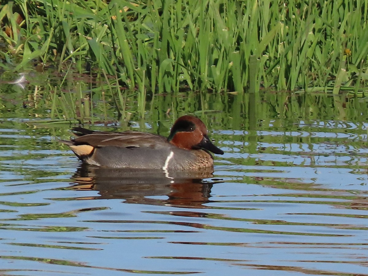 eBird Checklist - 19 Nov 2023 - Ankeny NWR--Rail Trail - 25 species