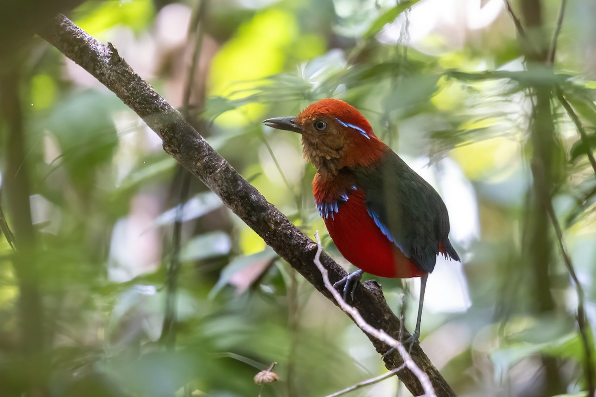 eBird Checklist - 15 Nov 2023 - Danum Valley Field Centre (DVFC) - 25 ...
