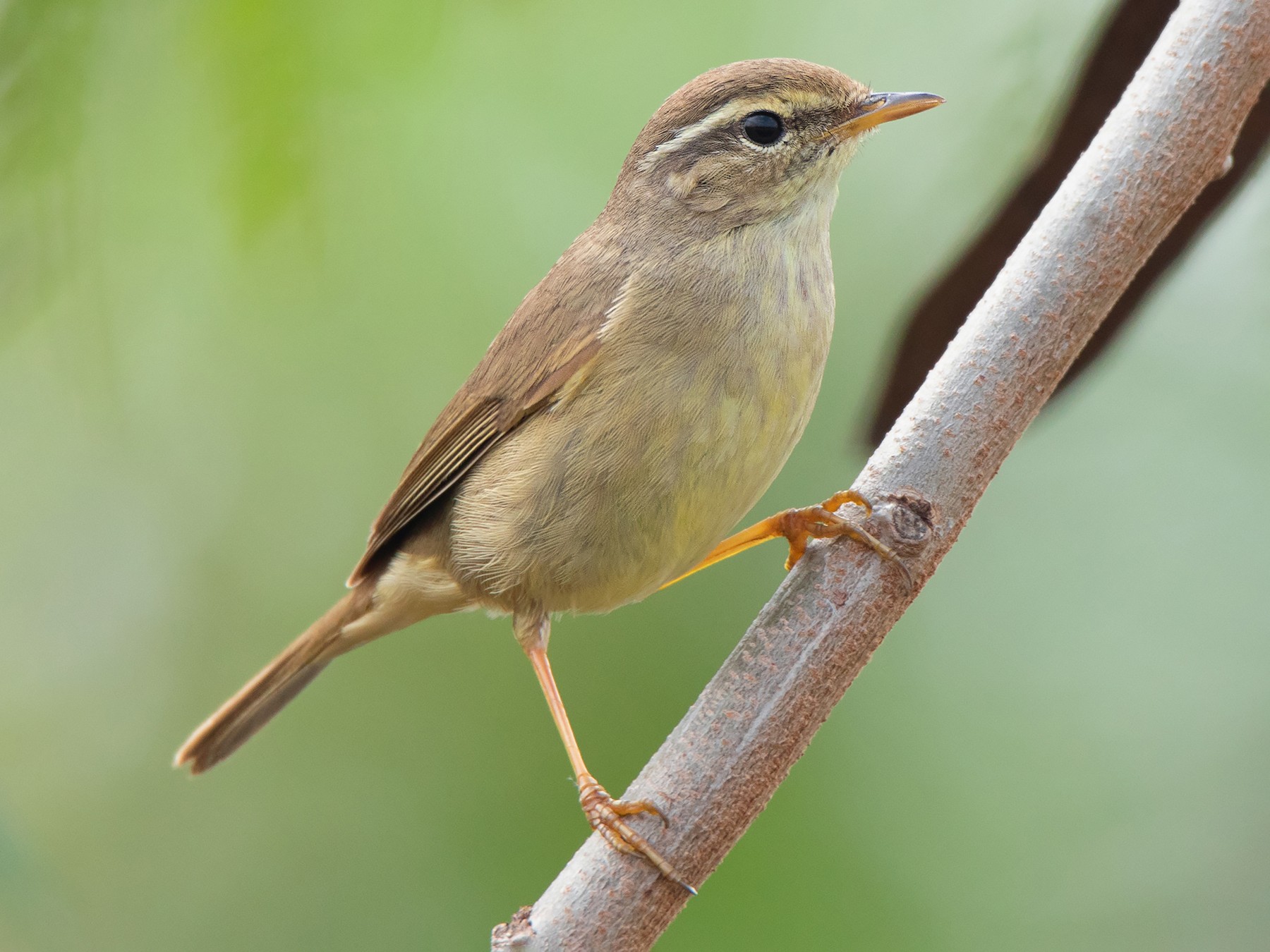 Yellow-streaked Warbler - eBird