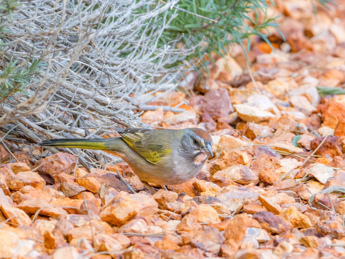 eBird Checklist - 15 Nov 2023 - Sky Mountain GC - 11 species